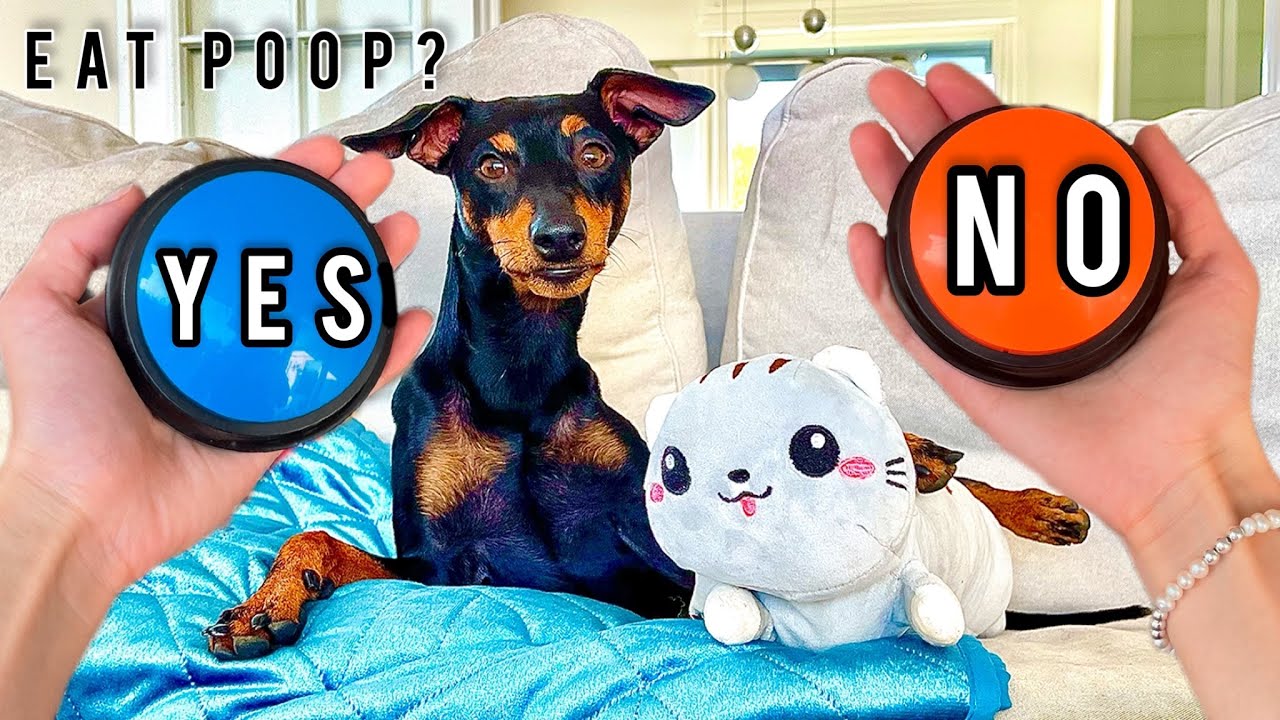 Dog Answers Questions Using Talking Buttons! - YouTube