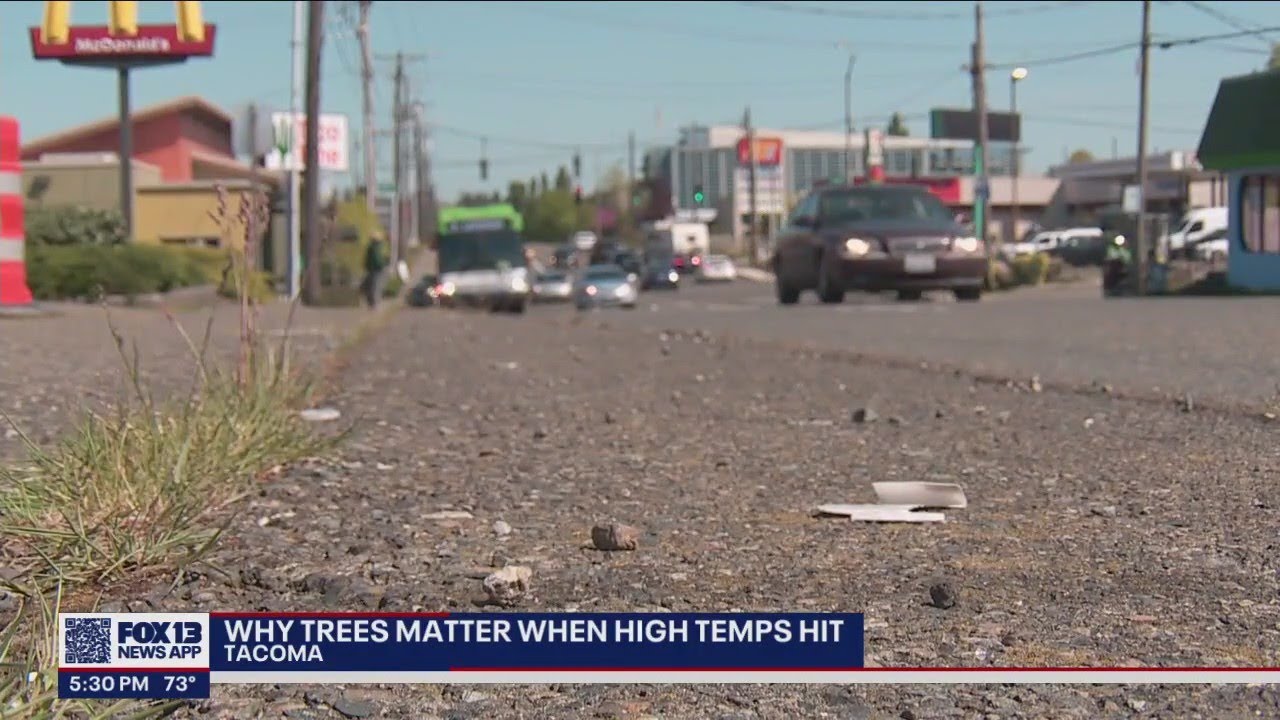 Why tree coverage matters during the hot summer months | FOX 13 Seattle ...