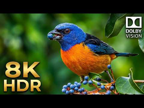 Ultimate Wildlife & Birds | 8K 60FPS Dolby Vision#4k #8k #hdr #4kvideo #8kvideo #dolbyatmos #wild