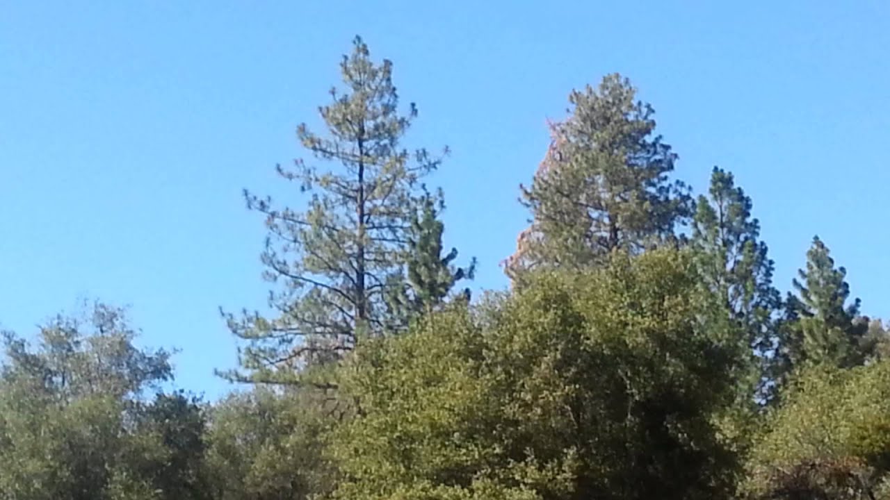 I'm Yelling Timber! - YouTube