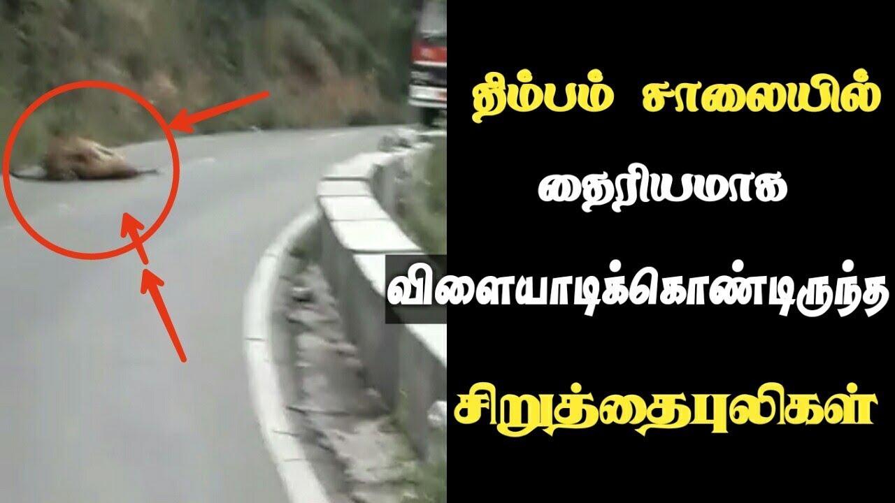 The leopard tigers that playing on the Thimbam road - YouTube