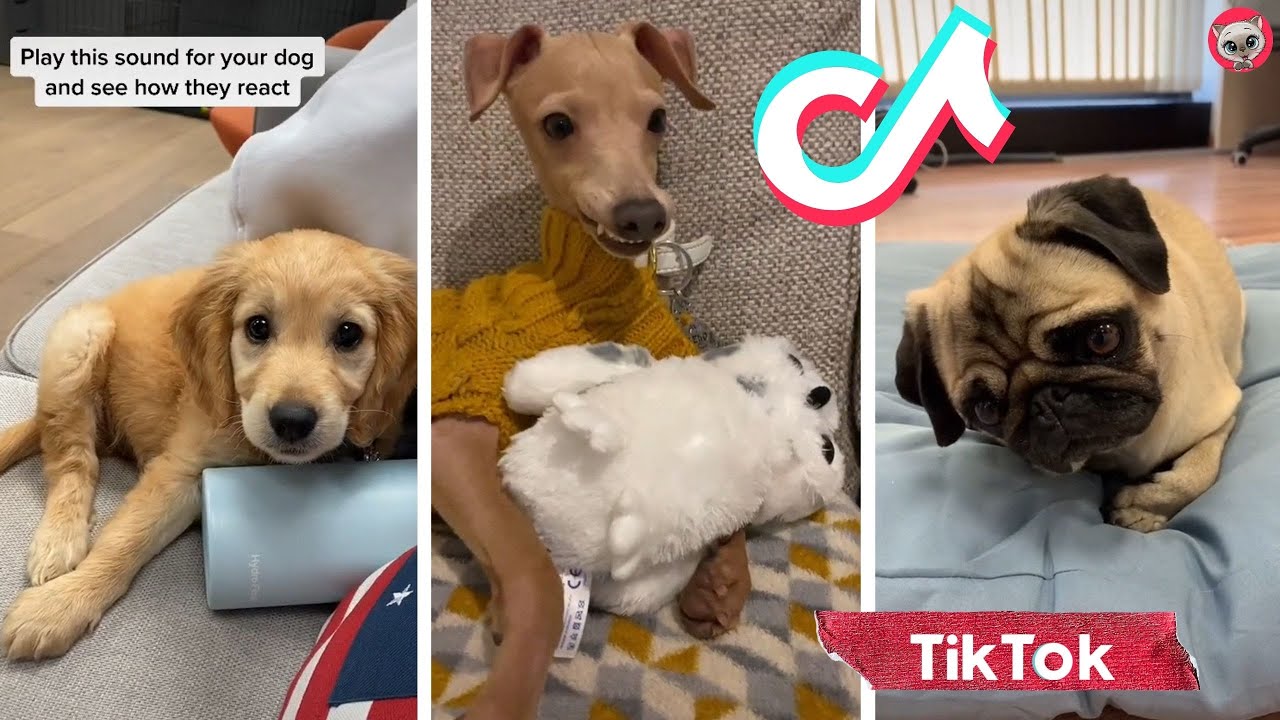 Tik Tok Dogs Reaction To Sound 🐶 Funny Dog Memes 😂 Funny TikTok Dogs ...