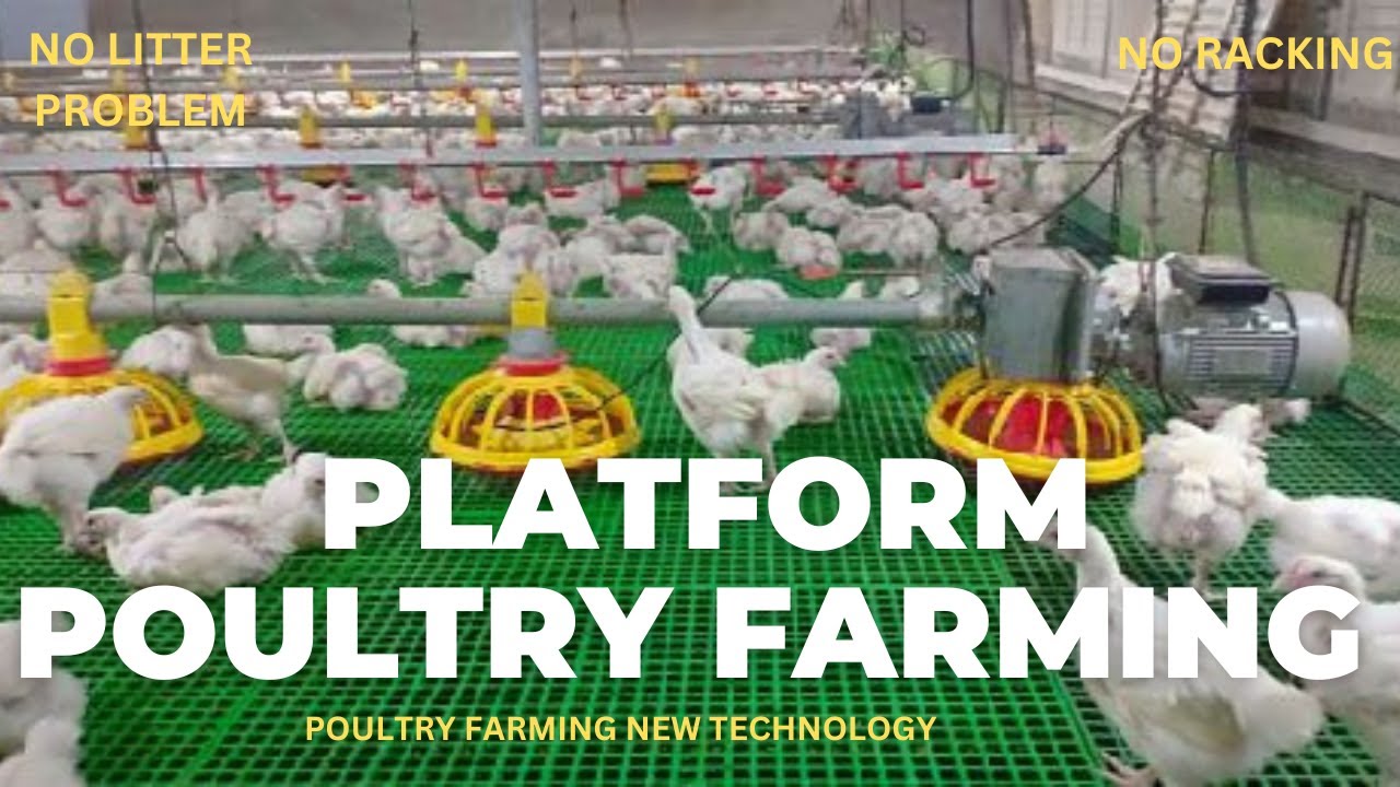 PLATFORM POULTRY FARMING|POULTRY FARMING NEW TECHNOLOGY - YouTube