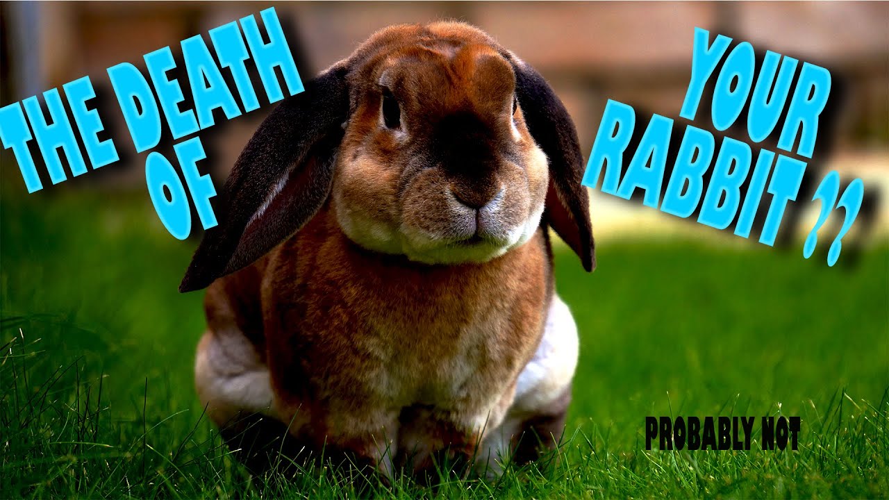 What is Rabbit Hemorrhagic Disease (RHDV) and should you be worried ...