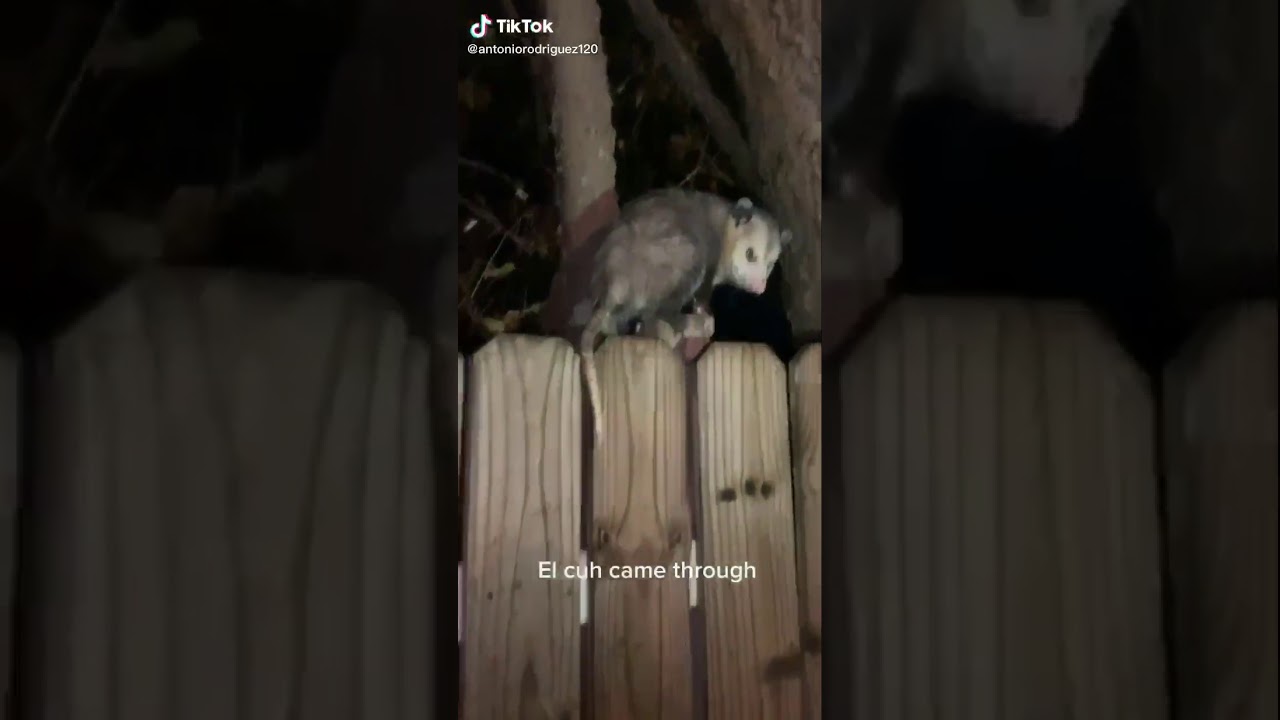 El Cuh Came Through - YouTube