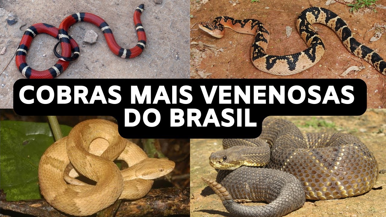As Cobras mais Venenosas do Brasil - YouTube