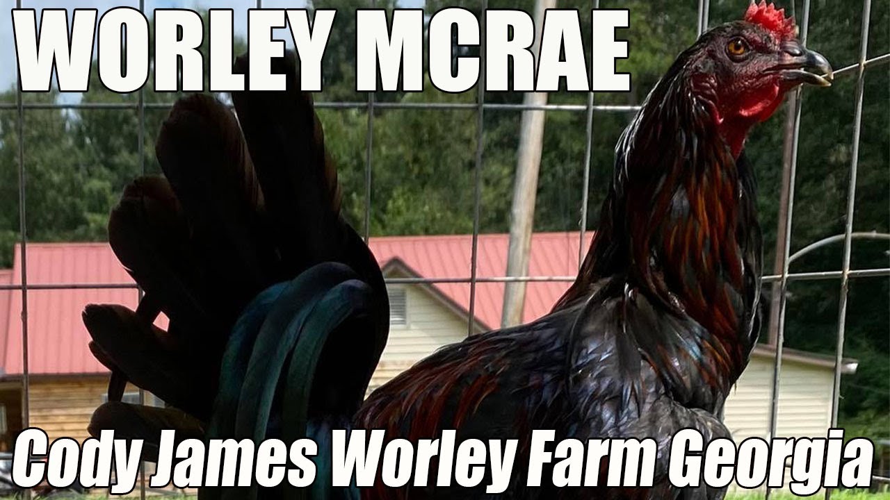 Beautiful Black Birds | Worley Farm Georgia - YouTube
