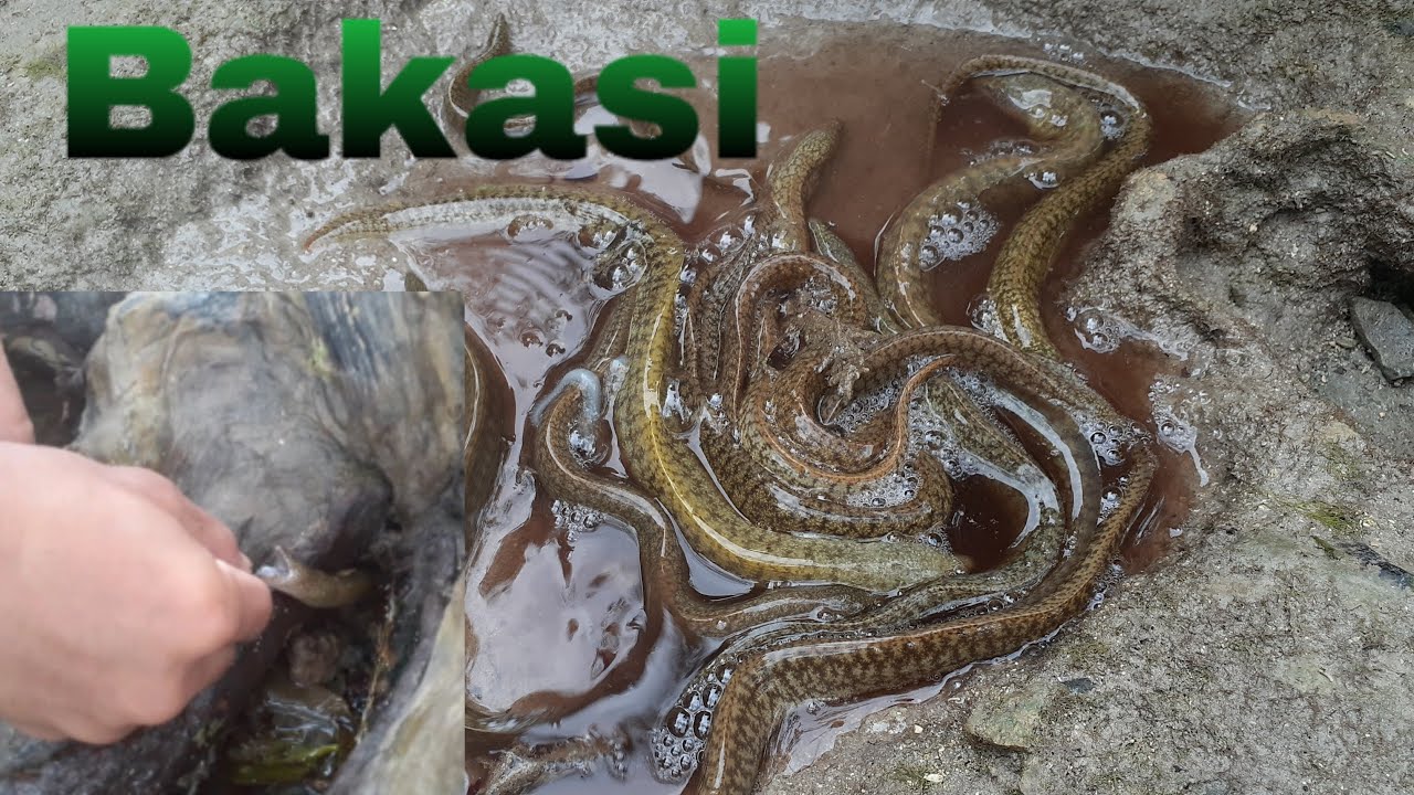 How to catch Bakasi(Eel) in traditional way | catch and cook - YouTube