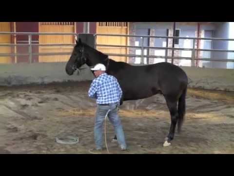 DROPPING A HORSE - YouTube