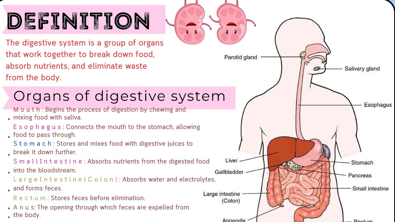 Digestive System Anatomy & Physiology Flashcards | Quick Review for ...