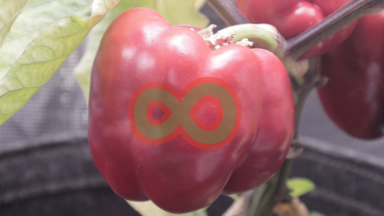 Infinity peppers, 100 years forever, all the peppers! - YouTube