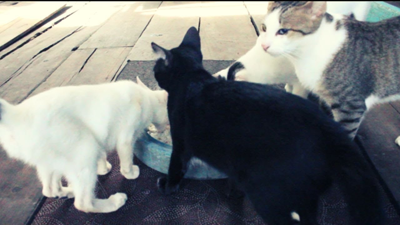 My cat's lunch, Cutest cat, Kitten videos - YouTube
