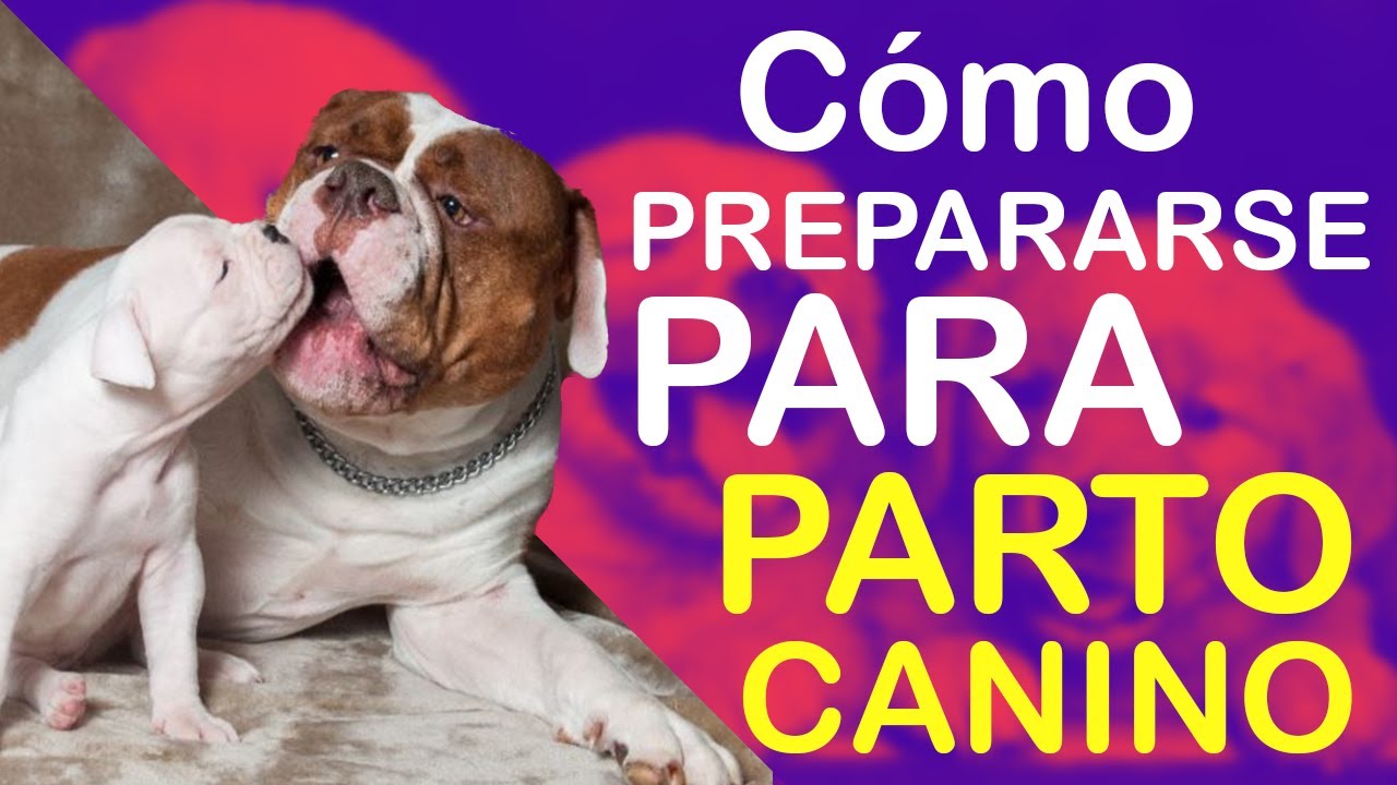¡Guía Completa! Cómo Prepararse para el Parto Canino y Cuidar a tu ...