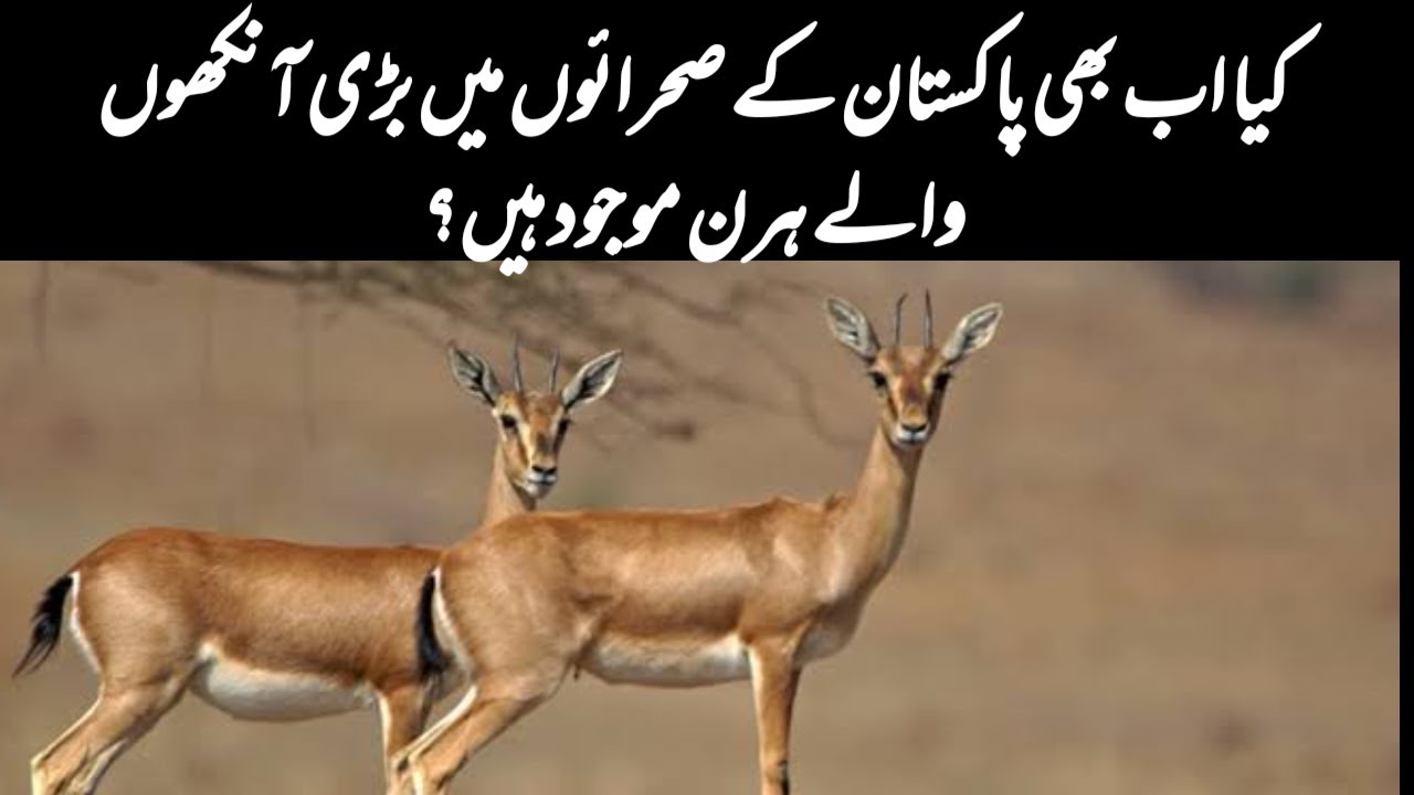 Wild Gazelles of Pakistan | Chinkara Deer - Goitered Gazelle | Wildlife ...