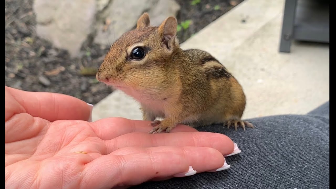 CHIPPY the Chipmunk - YouTube