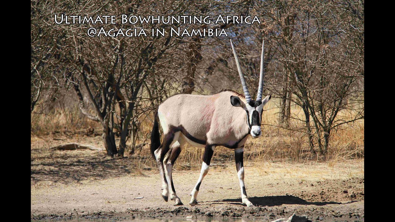 Bow Hunting Africa Namibia Traditional Compound Bows African Game ...