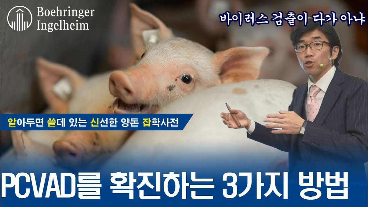 3. PCVAD의 확진과 질병의 역학 [양돈의 미래를 준비하는 확실한 자세] - YouTube