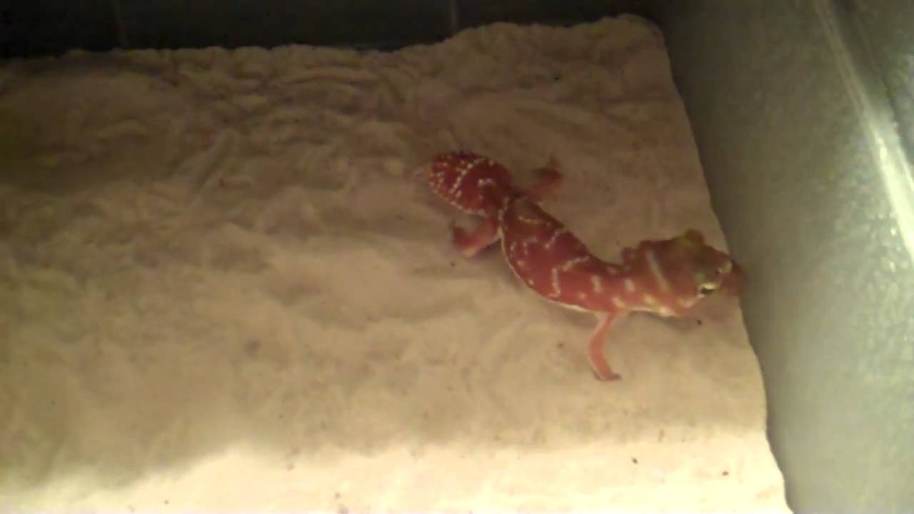 male nephrurus levis levis eating - YouTube