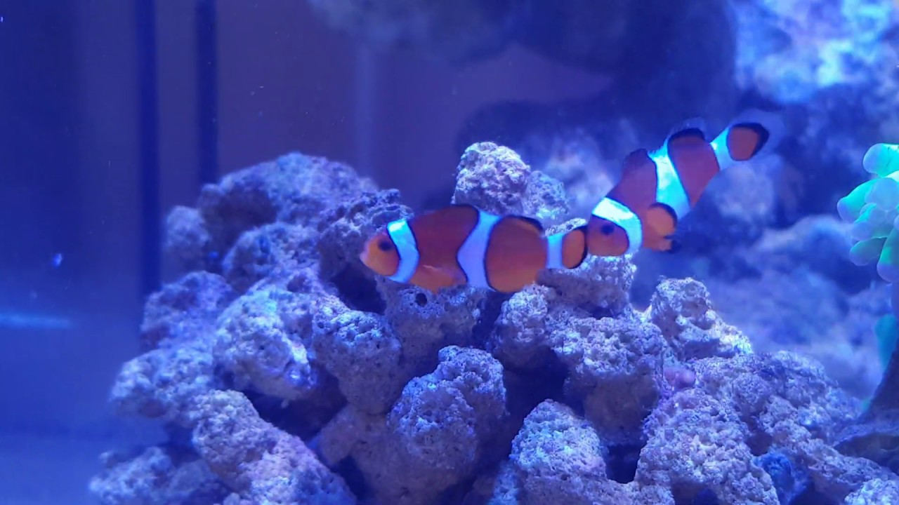 Clown Fish Fighting (Round 2) - YouTube