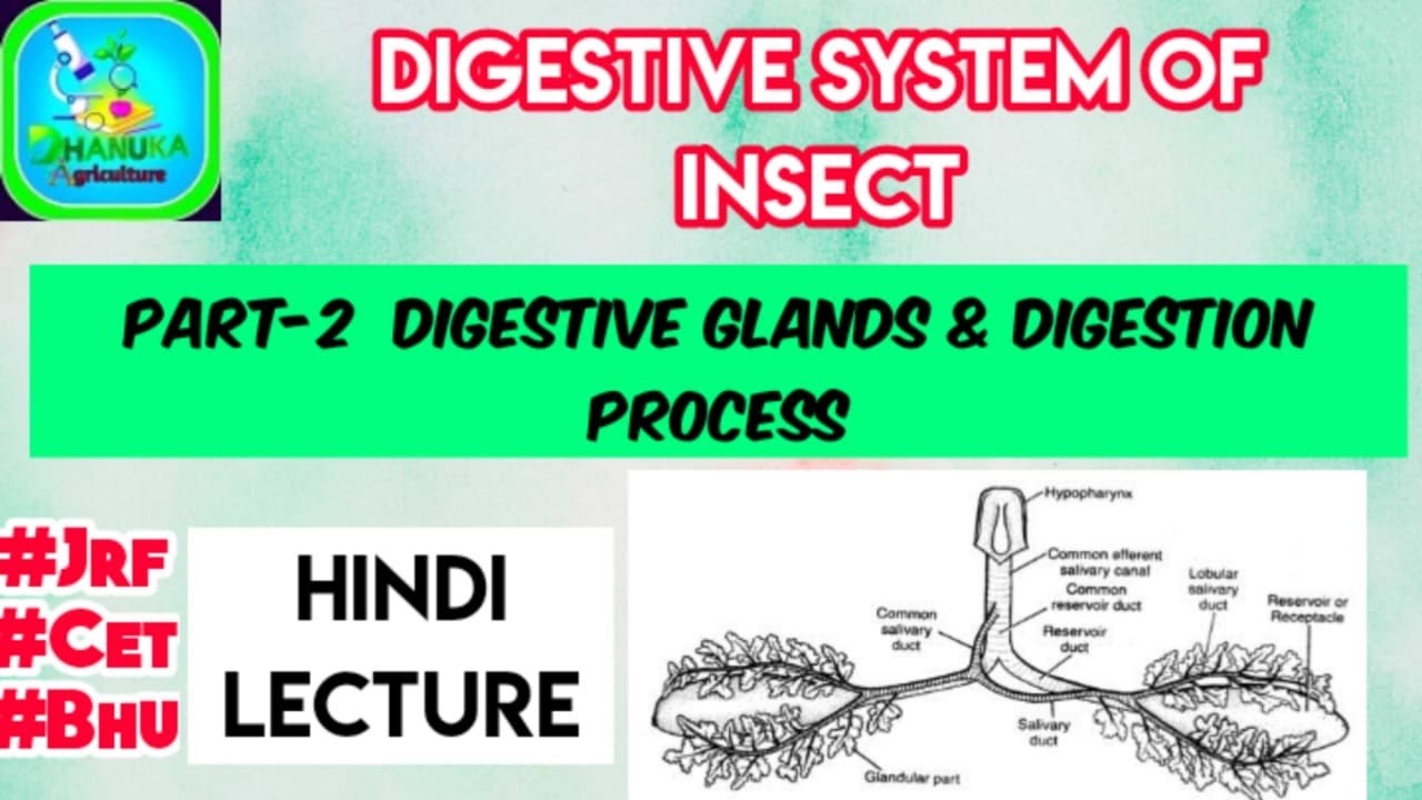 Digestive system of insect | Part-2 Digestive glands & Digestion ...