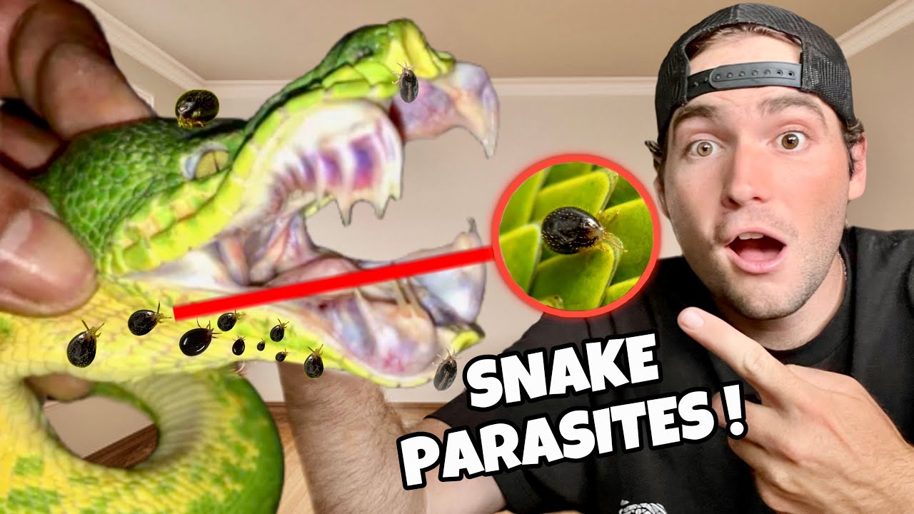 MY SNAKES ARE INFESTED WITH PARASITES ! CAN WE SAVE THEM ?! - YouTube