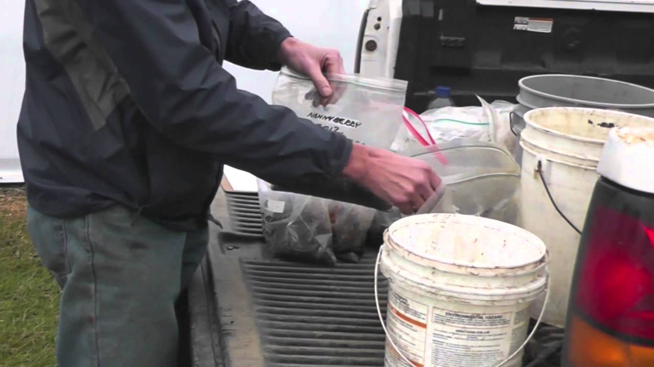 Direct Seeding Part 1 - YouTube