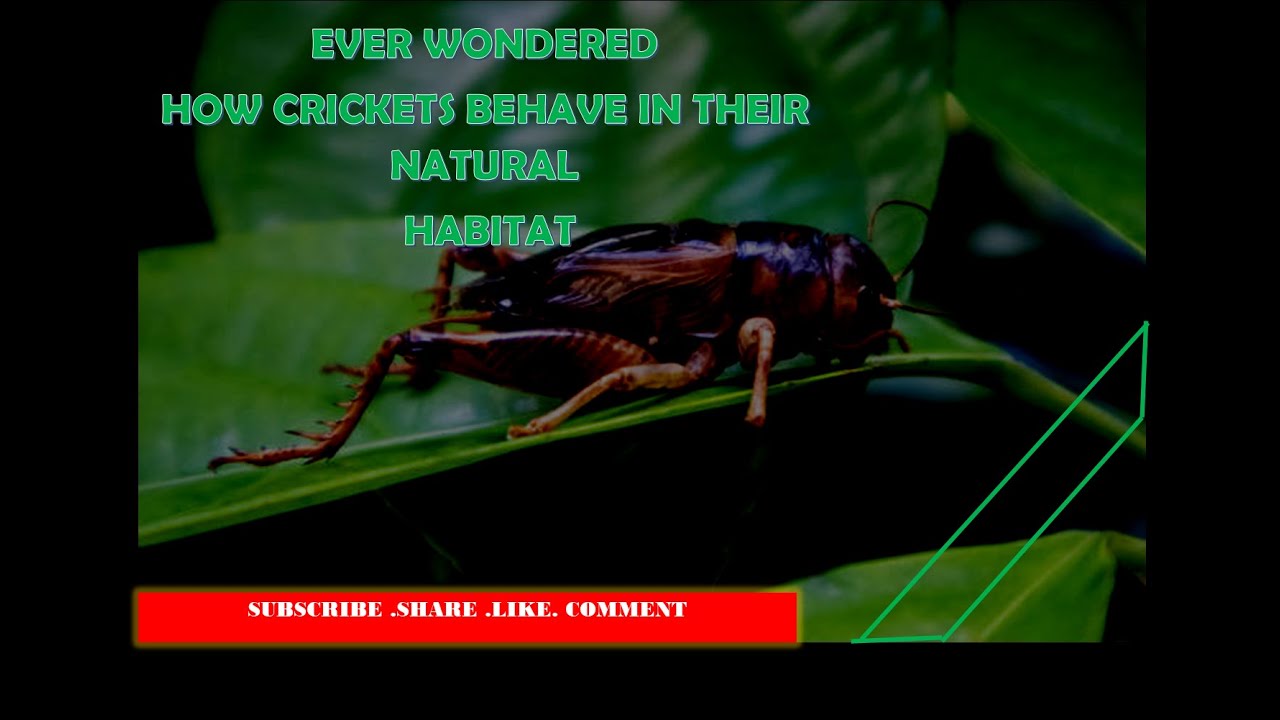 How a cricket behaves when its natural ecosystem is invaded - YouTube
