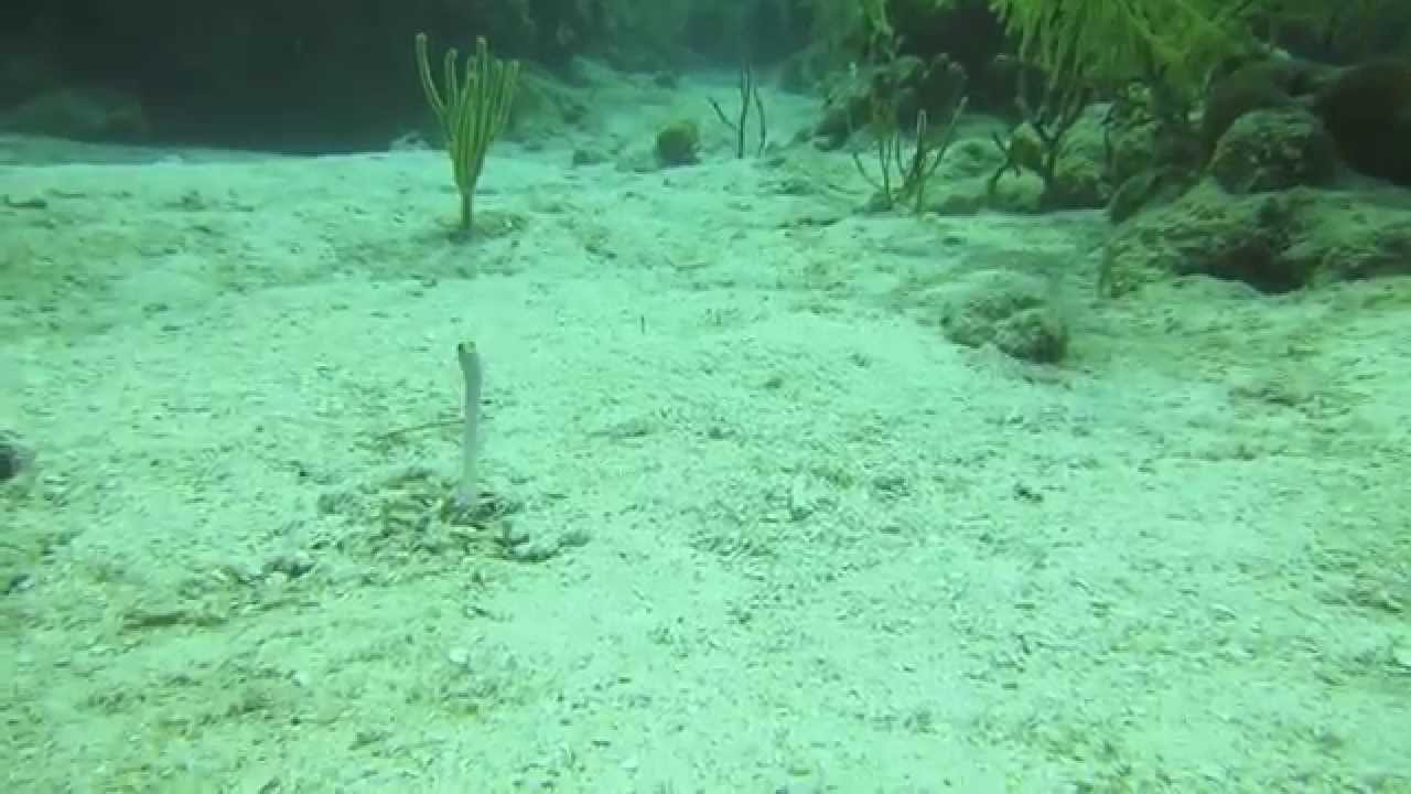 Yellow Headed Jaw Fish in Belize on Ambergess Caye Dive - YouTube