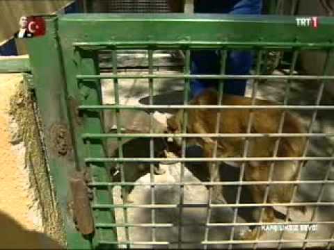 Karşılıksız Sevgi TRT 19.05.2012 - [tvarsivi.com]