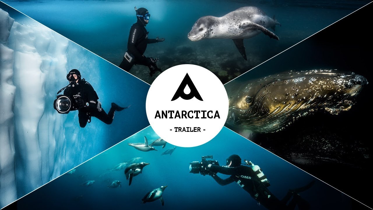 DIVING ANTARCTICA - YouTube