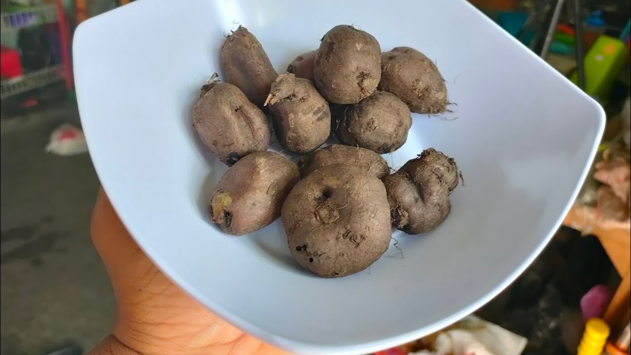 Review kentang hitam - YouTube