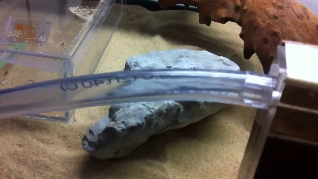 Ants in aquarium - YouTube