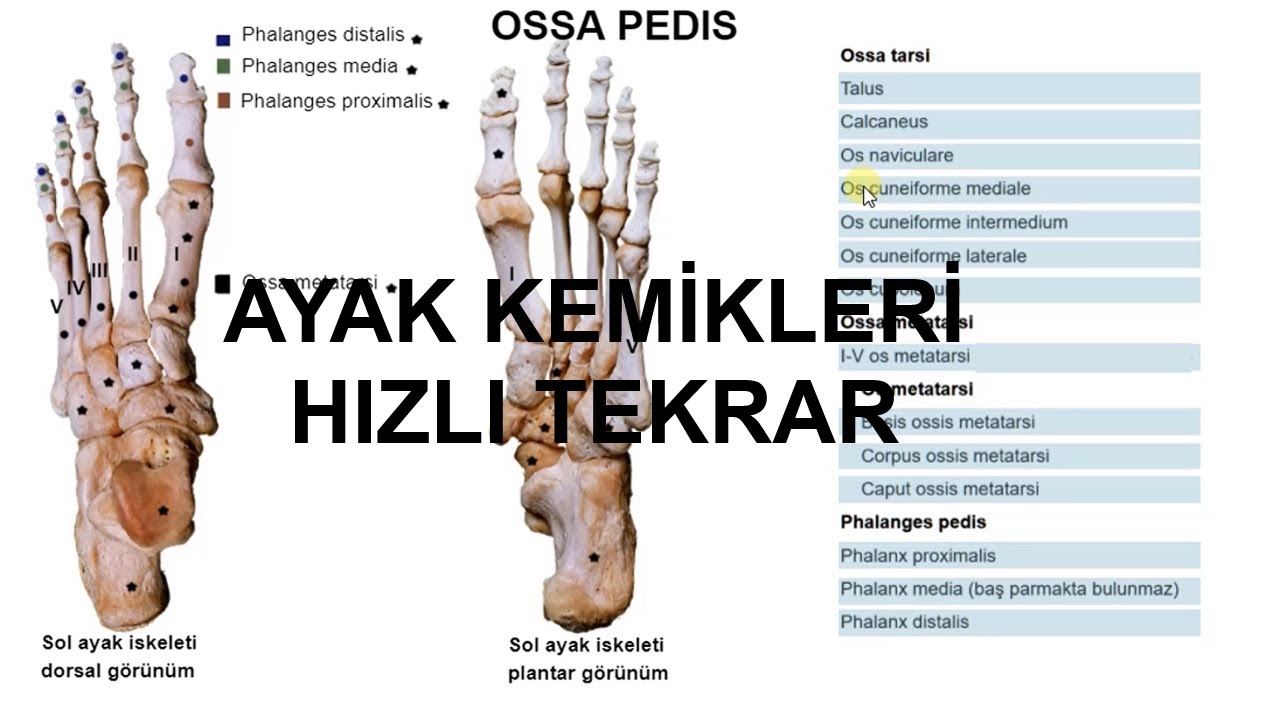 Ossa Pedis (Ayak kemikleri) Genel, Talus ve Calcaneus Ayrıntılı, sessiz - YouTube