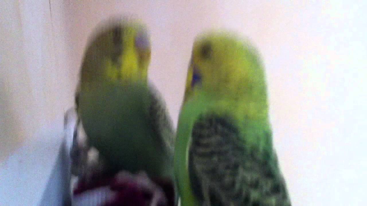 Budgies flying around my room - YouTube