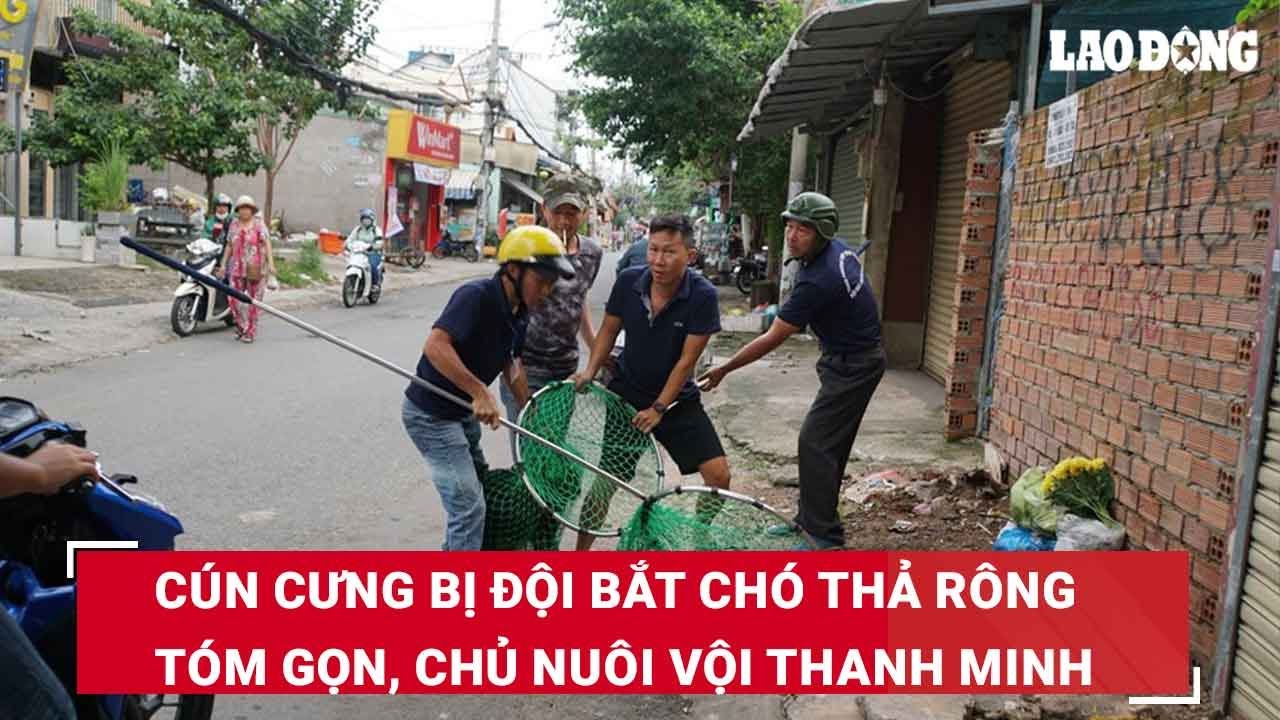 Cún cưng bị đội bắt chó thả rông tóm gọn, chủ nuôi vội thanh minh | Báo ...
