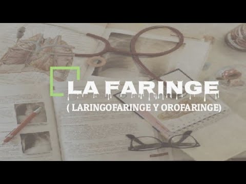 LA FARÍNGE, (Orofaringe y laringofaringe) - YouTube