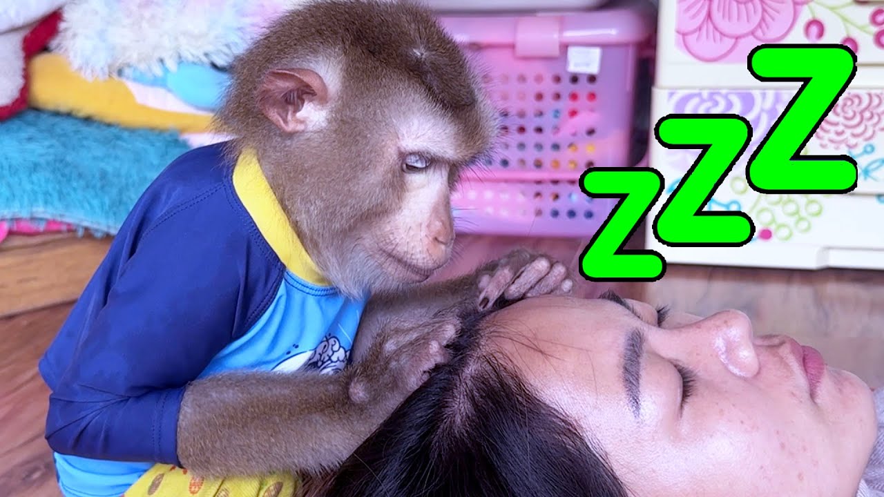 Oddly Satisfying Monkey Grooming ASMR For Ultimate Deep Sleep - YouTube