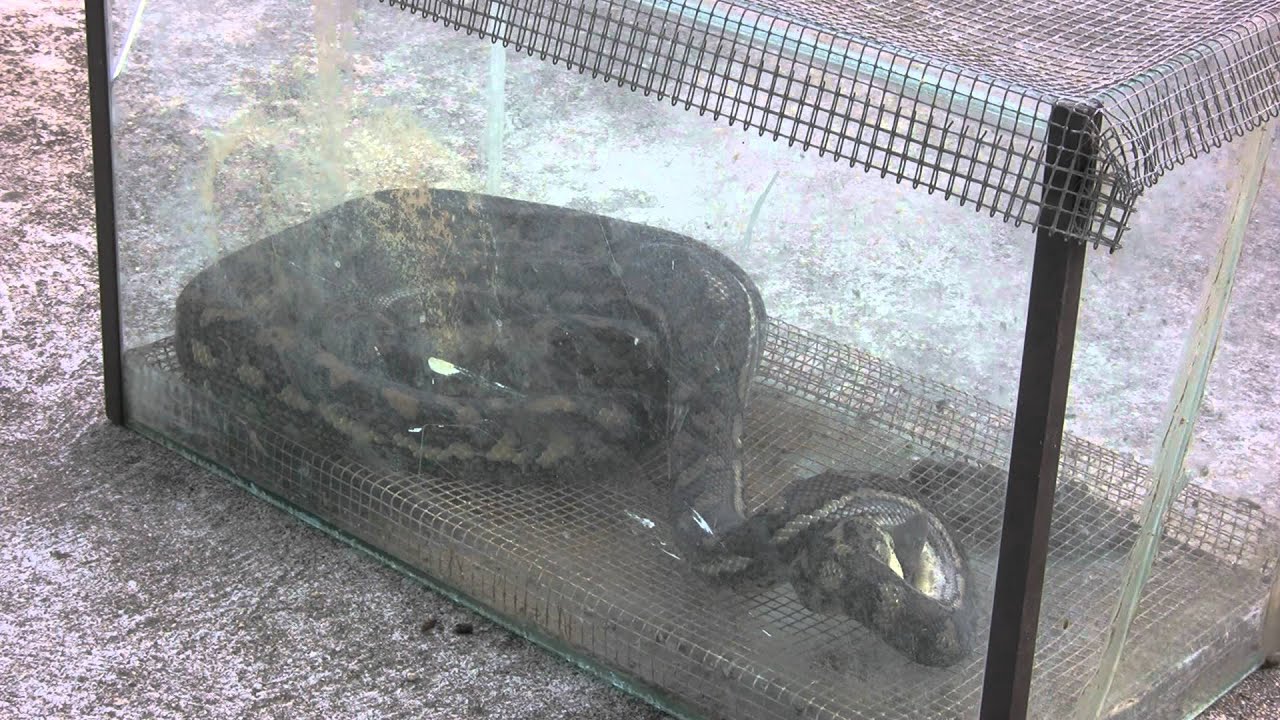 Snake Eating Rat Pup (4) - YouTube