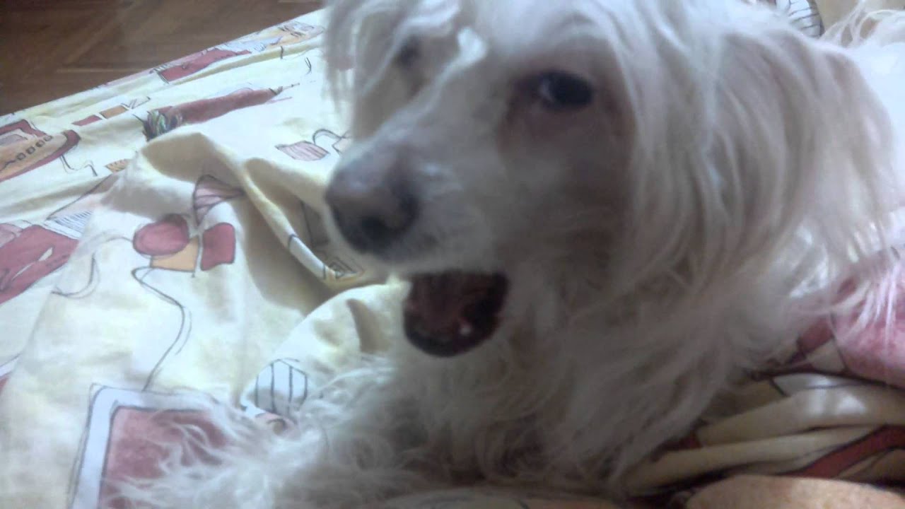 Chinese Crested Dog singing and talking! Китайская Хохлатая Сара Поет и ...