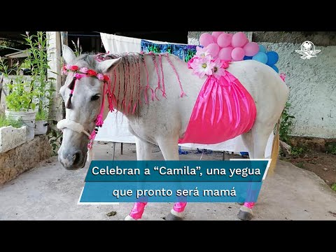 Baby shower a una yegua en Yucatán se hace viral