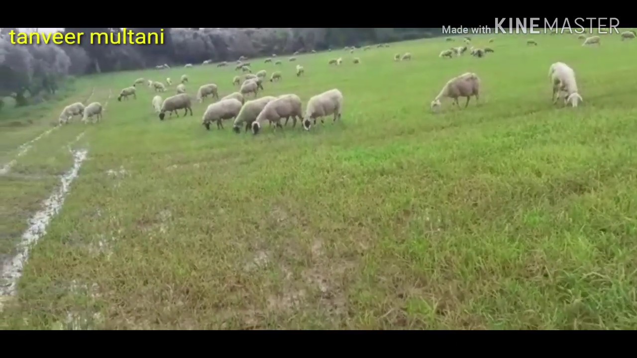 goat farms in yonan🐐 new vlog tanveer multani sheep video 2019🐏💯 - YouTube