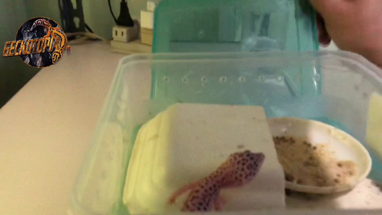 Leopard Gecko hatchlings - YouTube