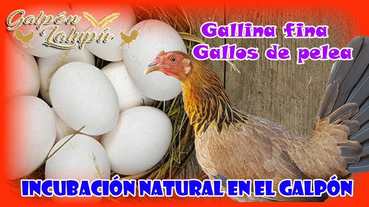 GALLINA FINA - INCUBACION NATURAL DE GALLOS DE PELEA - YouTube