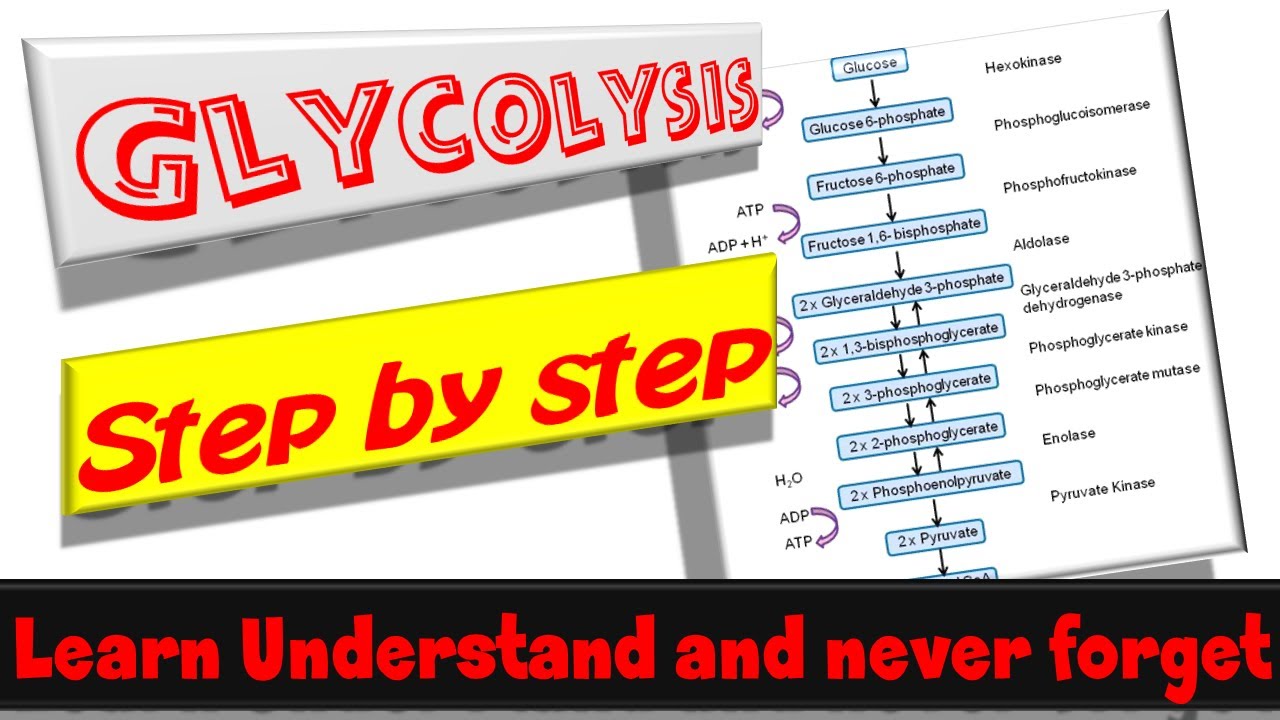 Glycolysis, Understand It, Memorize It and Never Forget It | Animation ...