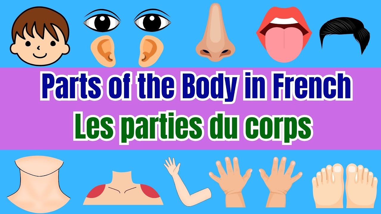 Parts of the body in French Parts of the Body in French for Kids | Les ...