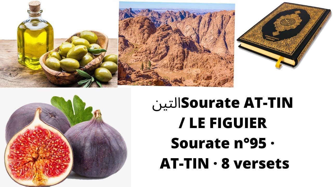 التين Sourate AT-TIN / LE FIGUIER Sourate n°95 · AT-TIN · 8 versets ...