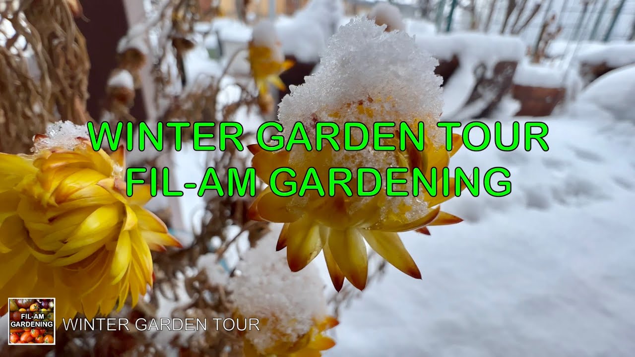 Winter Garden Tour: Exploring our Snowy Garden Retreat with Ambient ...