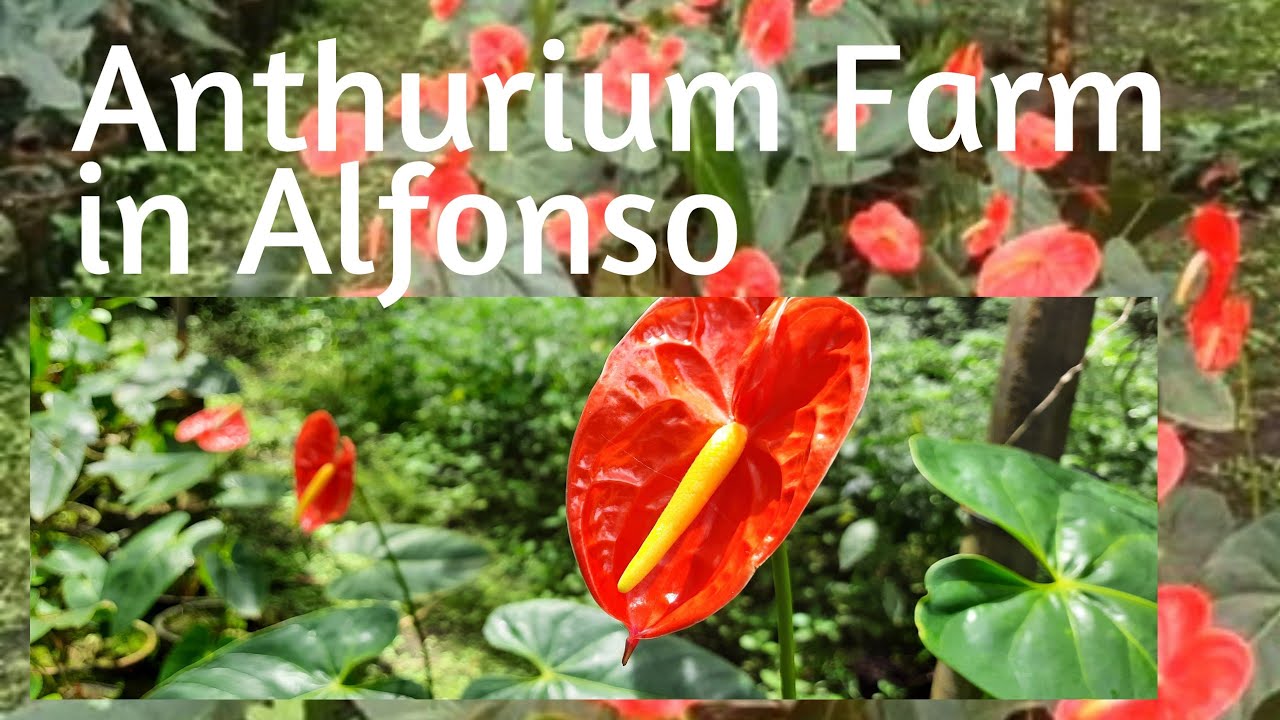 Anthurium Farm in Alfonso | Murang Bilihan ng Anthurium at CJ Farm ...