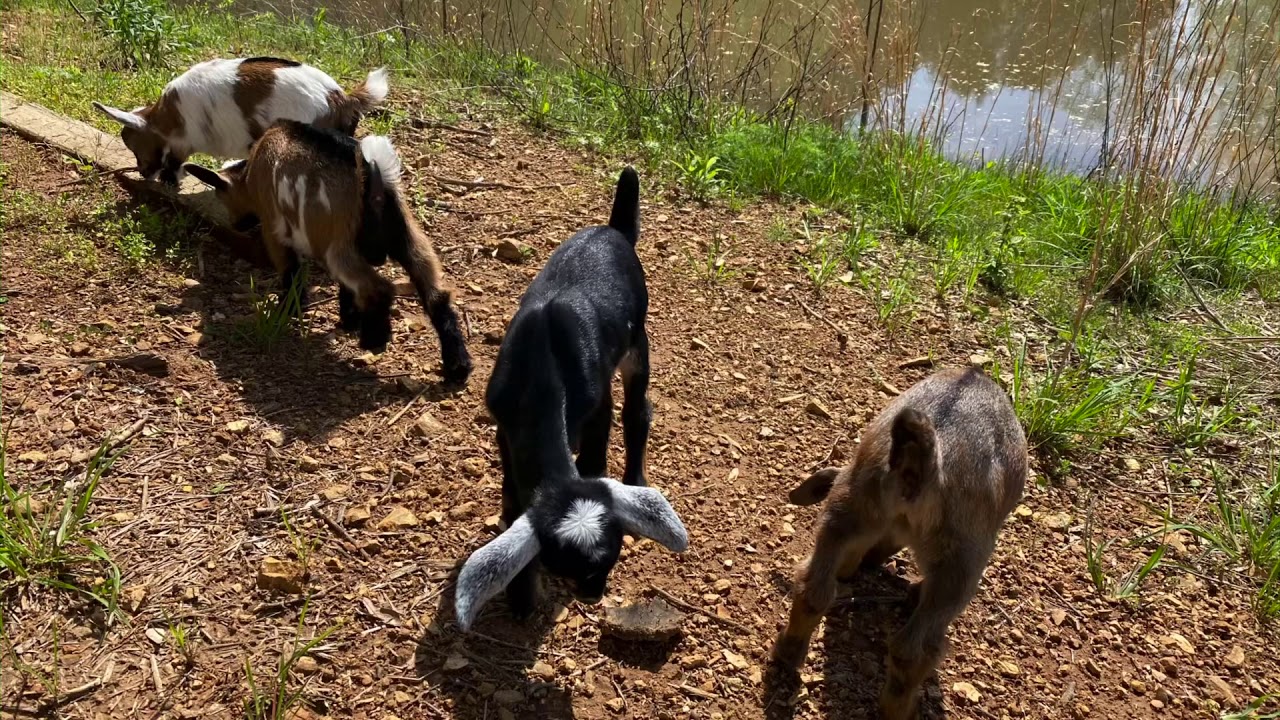 First Goat Stroll for Spring 2020 Babies~Robinsong Dairy Goats on ...