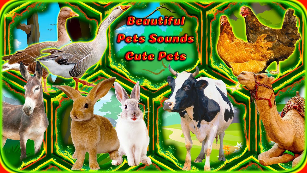 Farm Animals • Pets Sounds • Animal Sounds • Animal Voices - YouTube